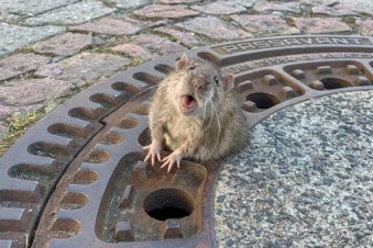 german-firefighters-rescue-fat-rat-stuck-in-manhole-cover-panarmenian-net