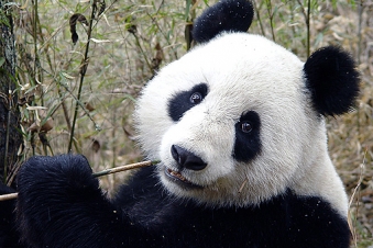 Video shows Chinese zoo keeper drag and hurl giant panda cubs ...
