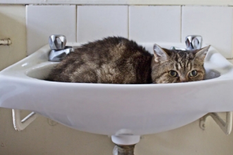 Ig Nobel prize: Cats can be considered solid and liquid at the same ...
