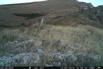 Armenian refuge home to ultra-rare Caucasian leopard: The Smithsonian ...