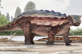 New species of armoured dinosaur became extinct 66 mln years ago ...