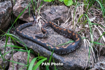 Snakes had back legs for 70 million years before losing them ...